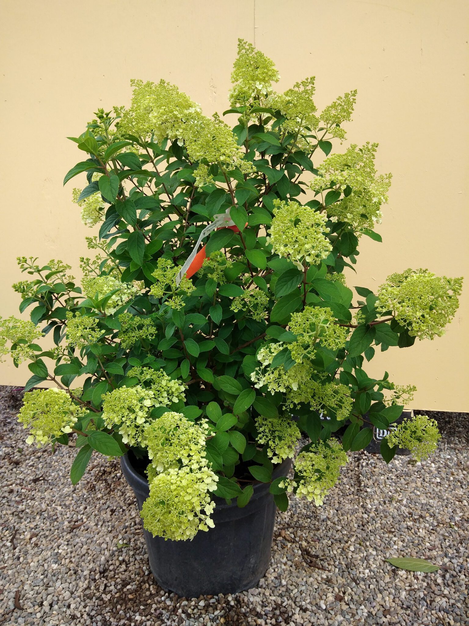 Hydrangea paniculata ‚Bobo‘ – Rispenhortensie - Pflanzenhof Toskanapark