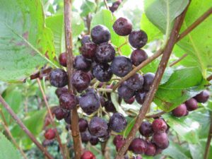 Aronia melanocarpa ‚Viking‘ – Aronia, Apfelbeere - Pflanzenhof Toskanapark