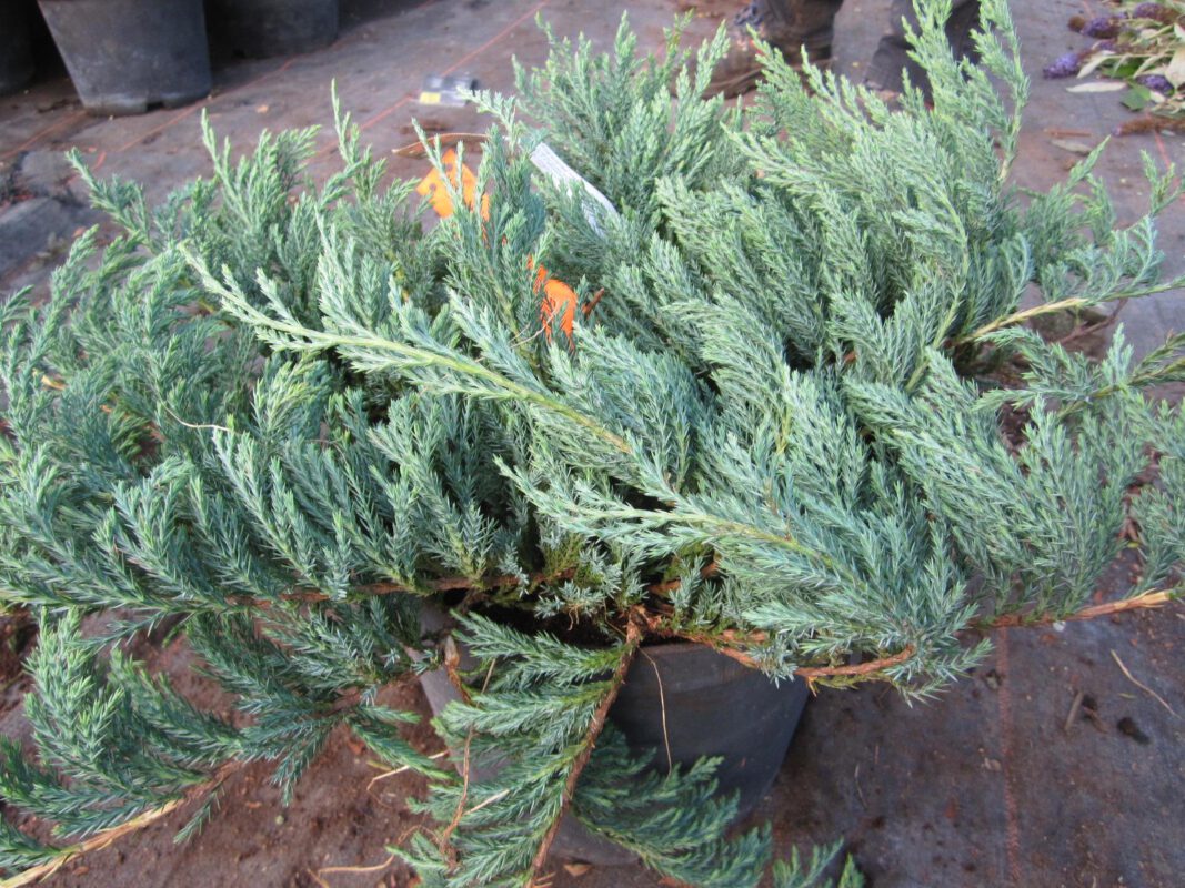 Juniperus horizontalis ‚Blue Chip‘- Teppichwachholder - Pflanzenhof ...