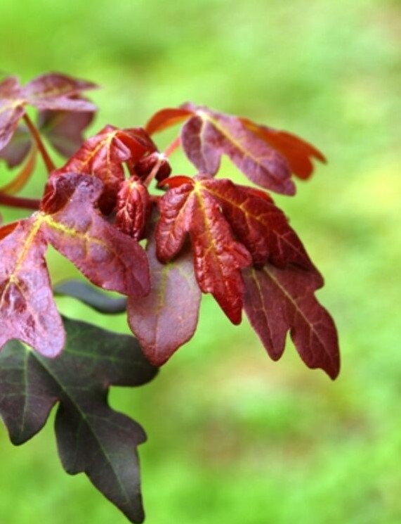 Acer campestre ‚Red Shine‘ – Feldahorn - Pflanzenhof Toskanapark
