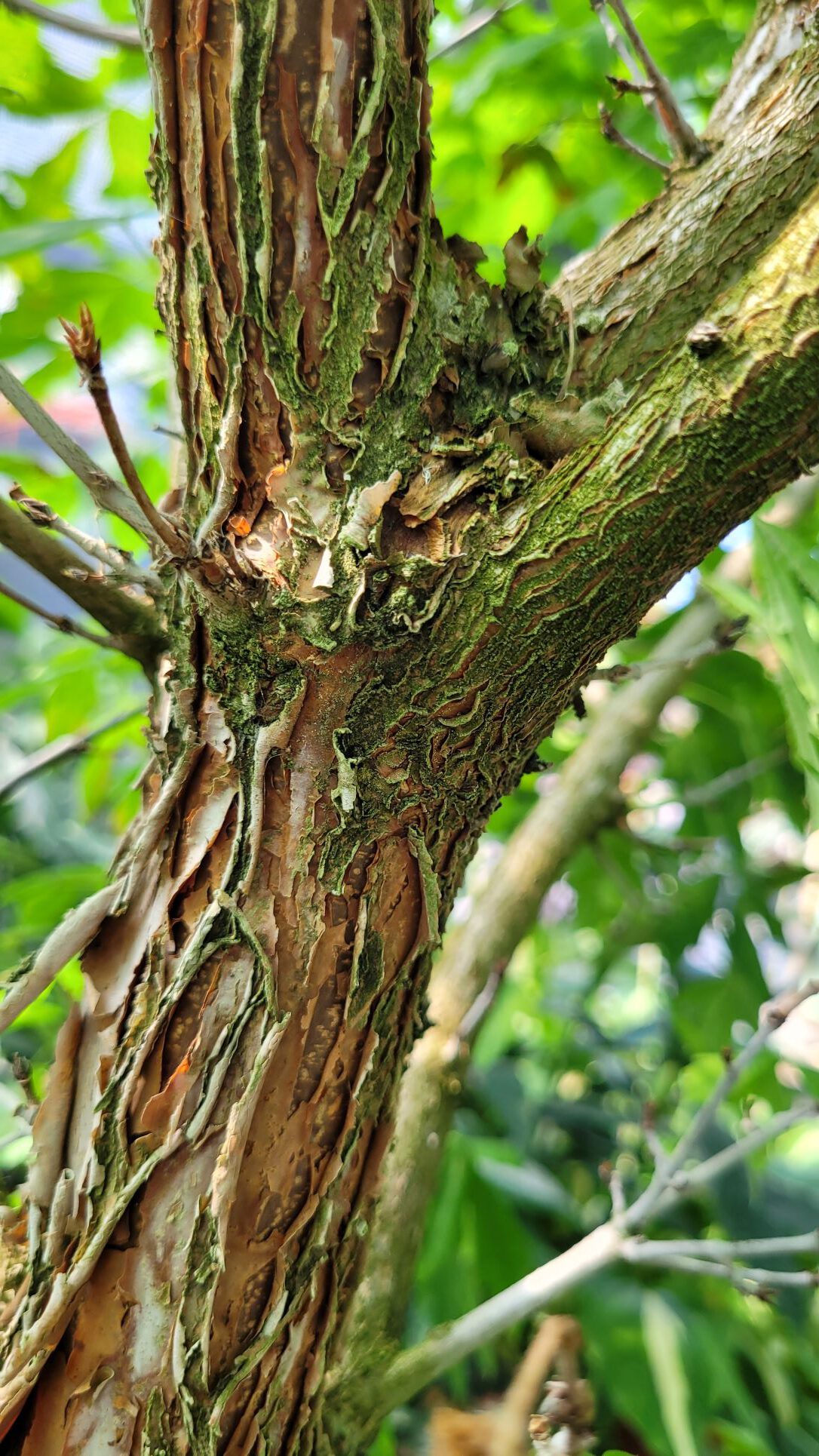 Acer griseum – Zimt-Ahorn - Pflanzenhof Toskanapark