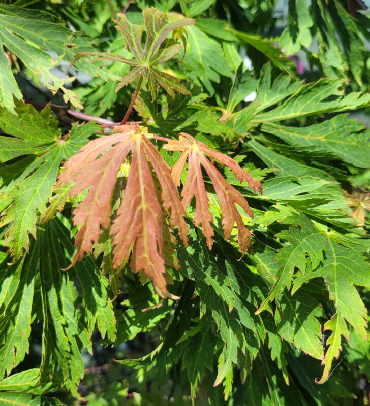 Acer japonicum ‚Aconitifolium‘ – Eisenhutblättriger Ahorn - Pflanzenhof ...