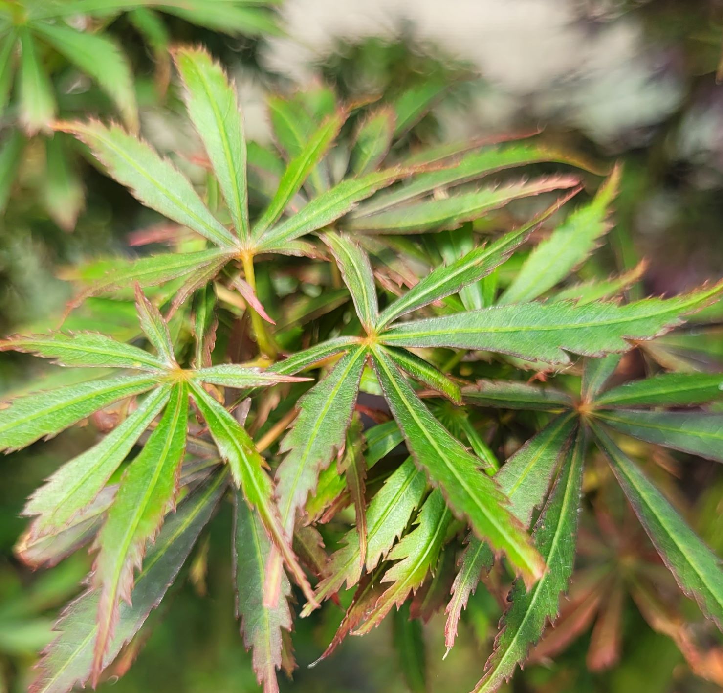 Acer palmatum ‚Jerre Schwartz‘, Fächerahorn - Pflanzenhof Toskanapark