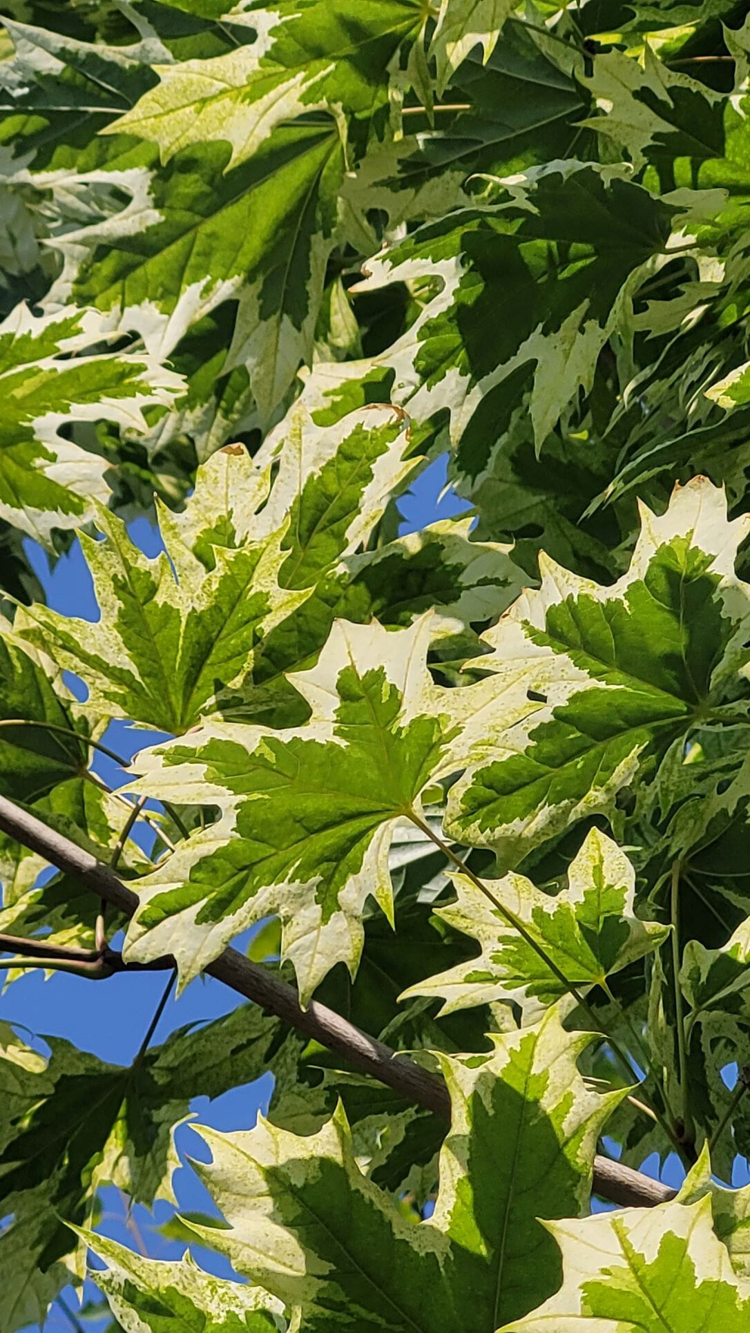 Acer platanoides ‚Drummondii‘ – weißgrüner Spitzahorn - Pflanzenhof ...