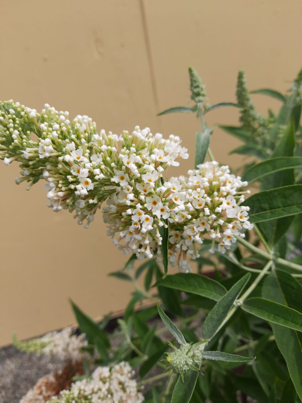 Buddleja davidii ‚Buzz Ivory‘ – Zwerg Sommerflieder - Pflanzenhof ...