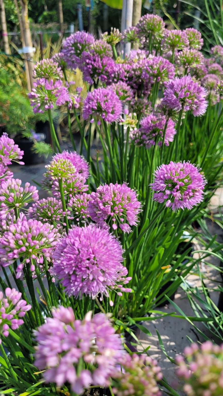 Allium x. ‚Millennium‘- Zierlauch ‚Millenium‘ - Pflanzenhof Toskanapark