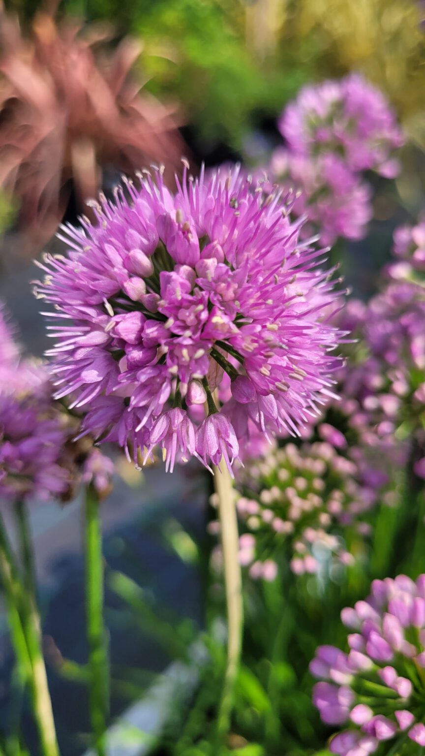 Allium x. ‚Millennium‘- Zierlauch ‚Millenium‘ - Pflanzenhof Toskanapark