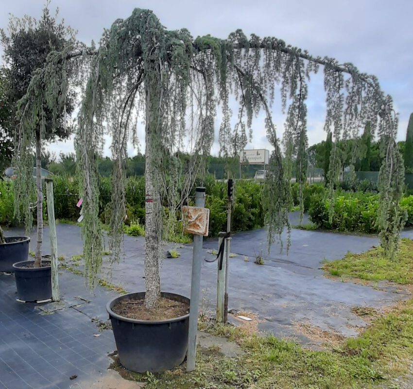 Cedrus atlantica ‚Glauca Pendula‘ – Hängende Atlas-Zeder - Pflanzenhof ...