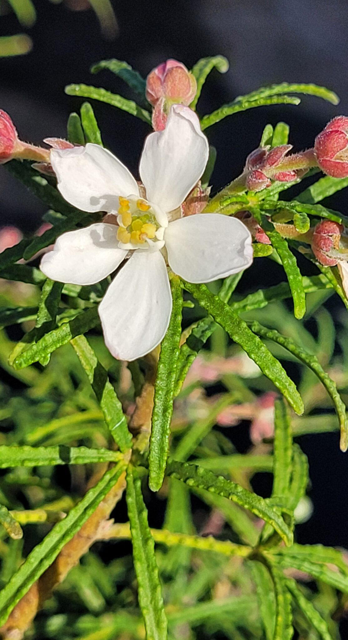 Orangenblume Apple Blossom