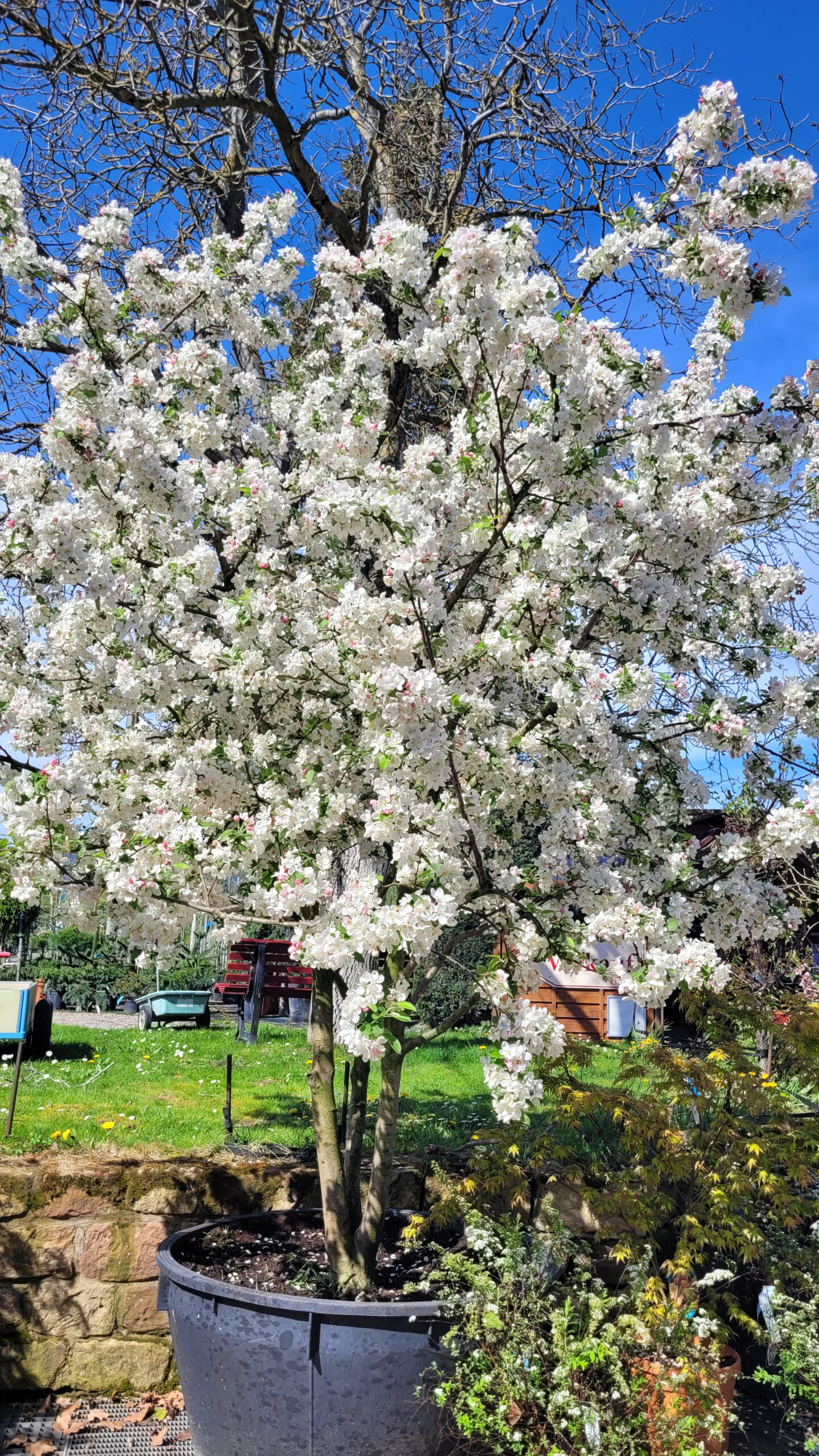 Malus ‚Evereste‘ – Zierapfel ‚Evereste‘ - Pflanzenhof Toskanapark